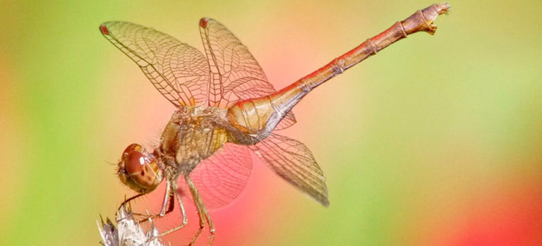 Dragonfly and Damselfly Guide - ON Nature Magazine