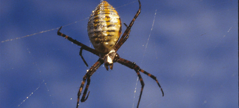 Spider Guide - ON Nature Magazine