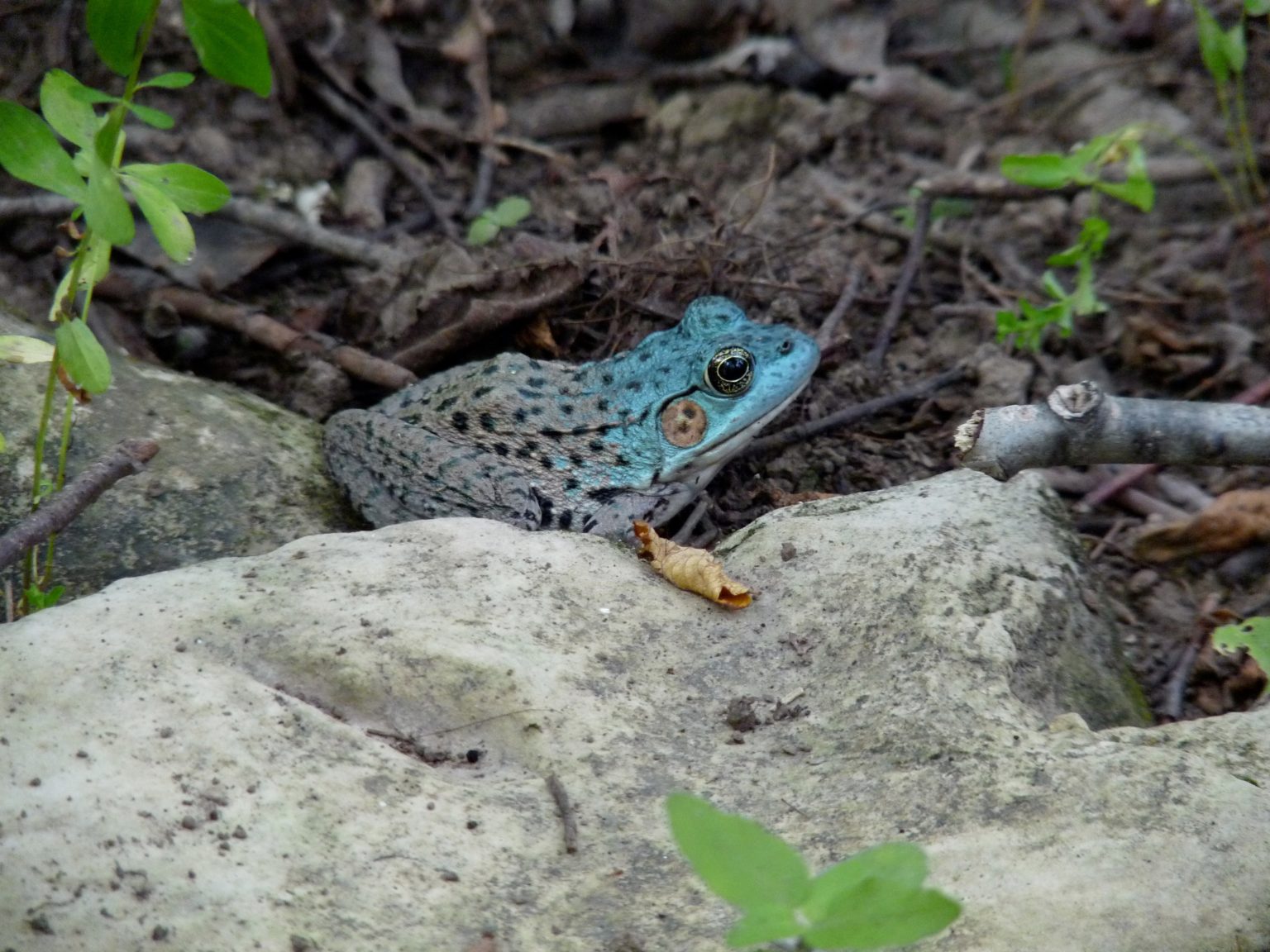 Blue Frogs - ON Nature Magazine