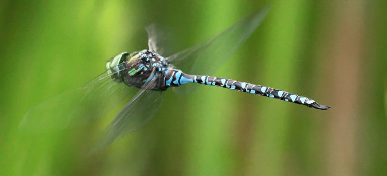 Dragonfly and Damselfly Guide - ON Nature Magazine