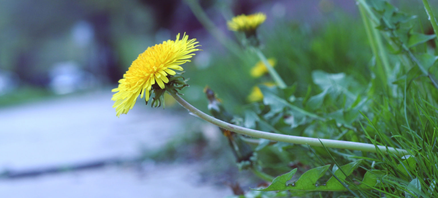 Northern Forest Foraging Guide - ON Nature Magazine