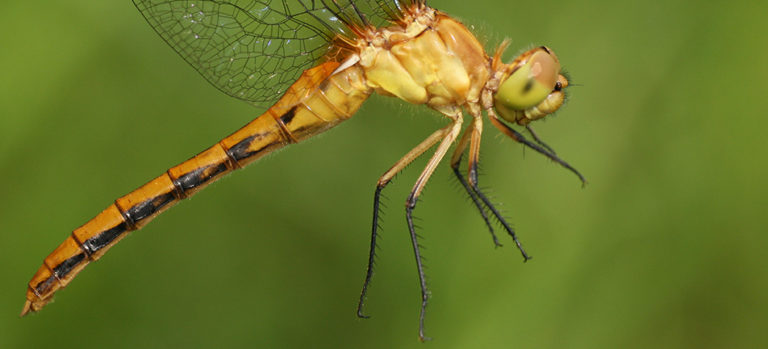 Dragonfly and Damselfly Guide - ON Nature Magazine