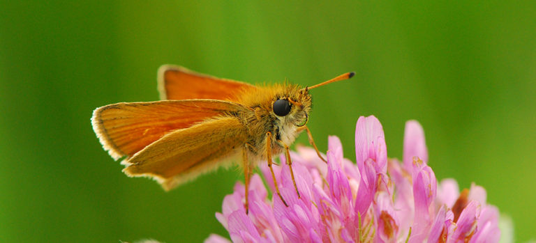 Butterfly and Moth Guide - ON Nature Magazine