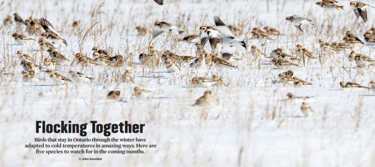 ON Nature - Ontario's award-winning environmental magazine