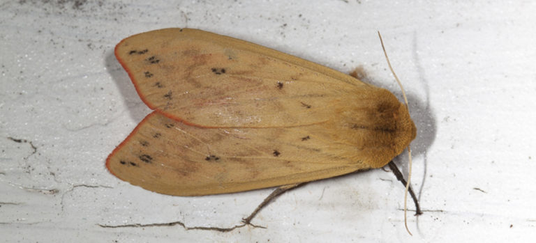 Butterfly and Moth Guide - ON Nature Magazine