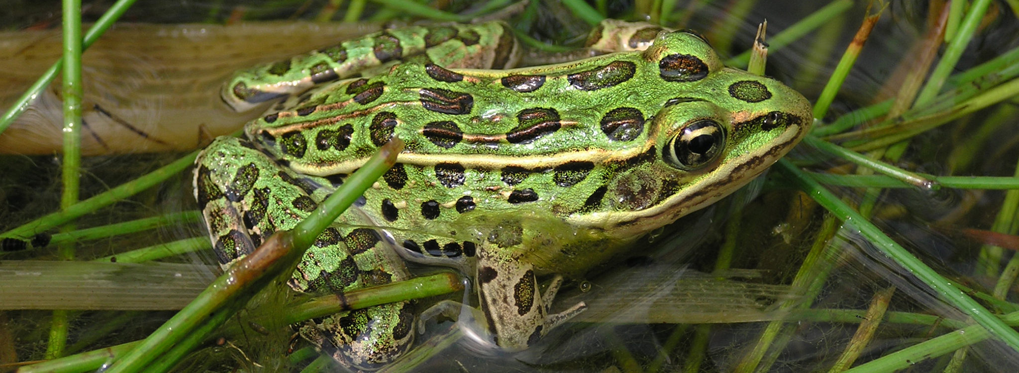 Nature Guides - Ontario butterflies, dragonflies, spiders, moths