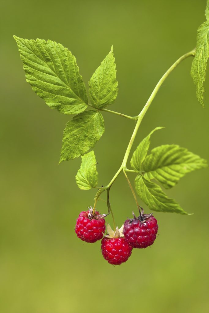 Edible Wild Plant Guide - ON Nature Magazine