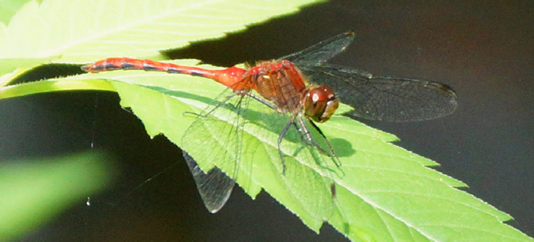 Dragonfly and Damselfly Guide - ON Nature Magazine