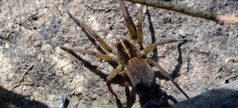 Spider Guide - ON Nature Magazine