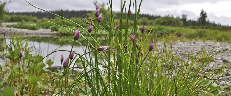 Northern Forest Foraging Guide - ON Nature Magazine