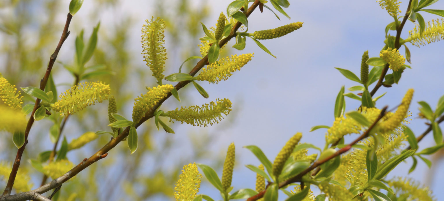Northern Forest Foraging Guide - ON Nature Magazine