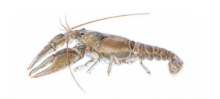 Crayfish Guide - ON Nature Magazine
