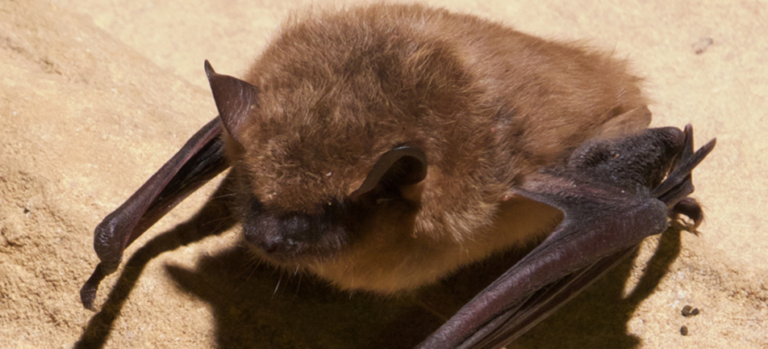 Bat Guide - ON Nature Magazine