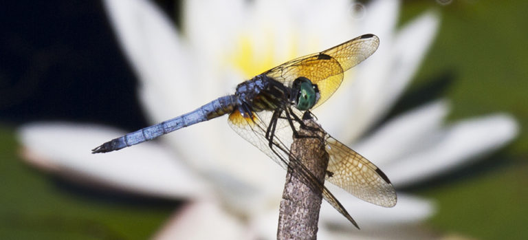 Dragonfly and Damselfly Guide - ON Nature Magazine