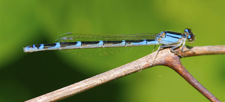 Dragonfly and Damselfly Guide - ON Nature Magazine