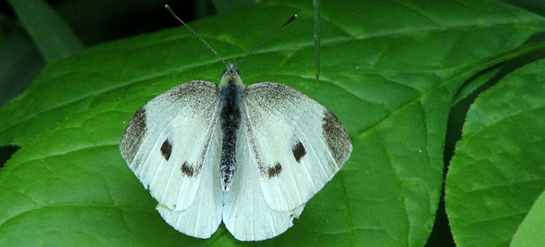 Butterfly and Moth Guide - ON Nature Magazine
