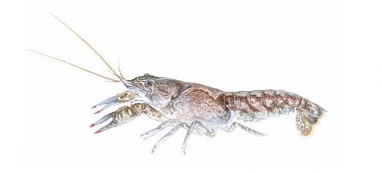 Crayfish Guide - ON Nature Magazine