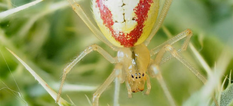 Spider Guide - ON Nature Magazine