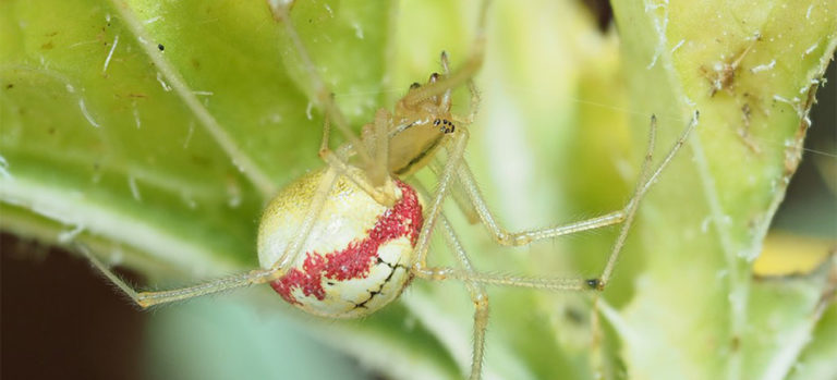 Spider Guide - ON Nature Magazine