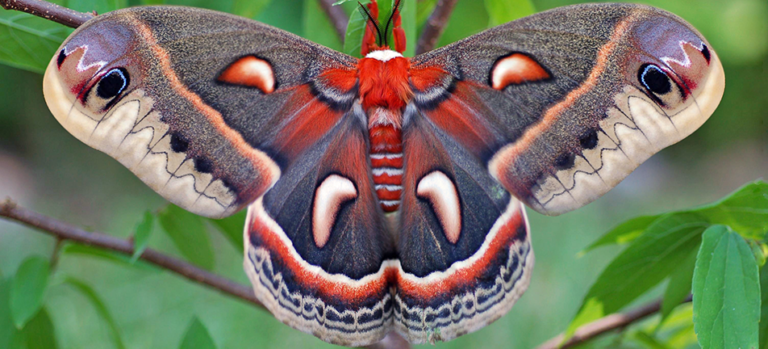 Butterfly and Moth Guide - ON Nature Magazine