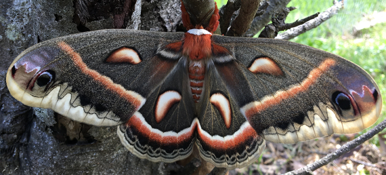 Butterfly and Moth Guide - ON Nature Magazine