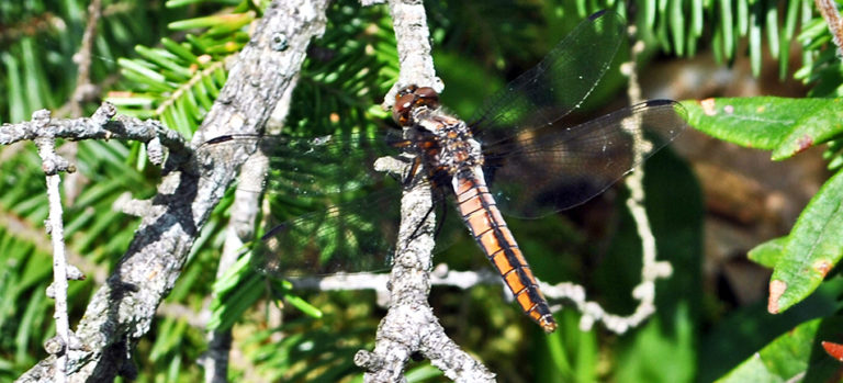 Dragonfly and Damselfly Guide - ON Nature Magazine