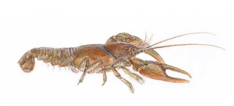 Crayfish Guide - ON Nature Magazine