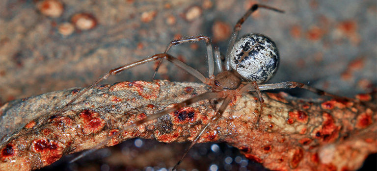 Spider Guide - ON Nature Magazine