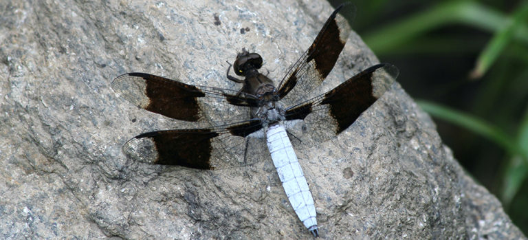 Dragonfly and Damselfly Guide - ON Nature Magazine