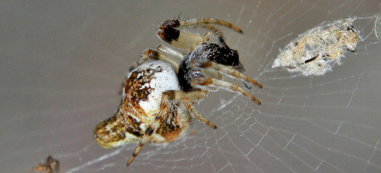 Spider Guide - ON Nature Magazine