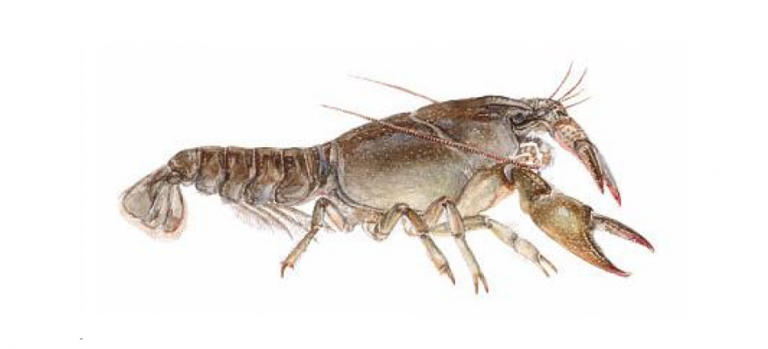 Crayfish Guide - ON Nature Magazine
