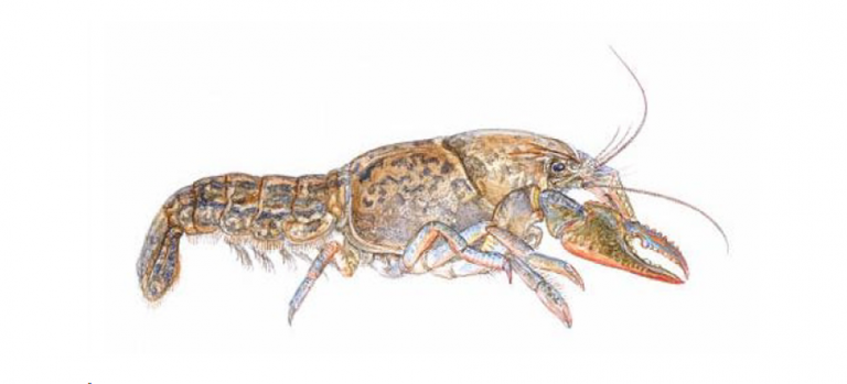 Crayfish Guide - ON Nature Magazine