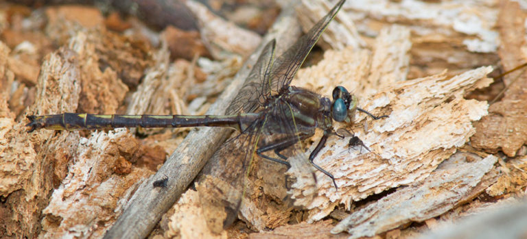 Dragonfly and Damselfly Guide - ON Nature Magazine