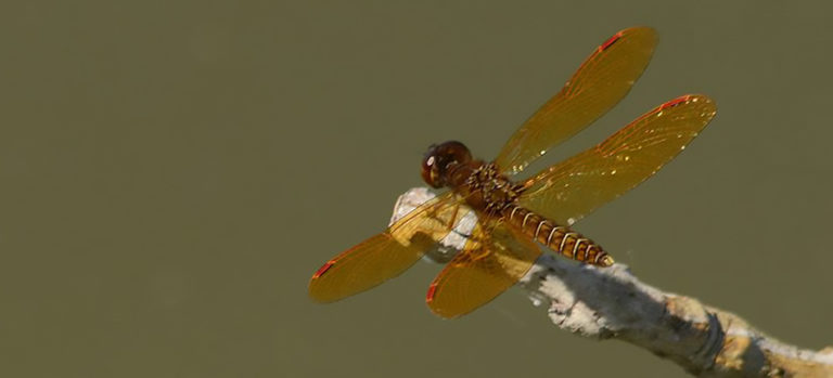 Dragonfly and Damselfly Guide - ON Nature Magazine