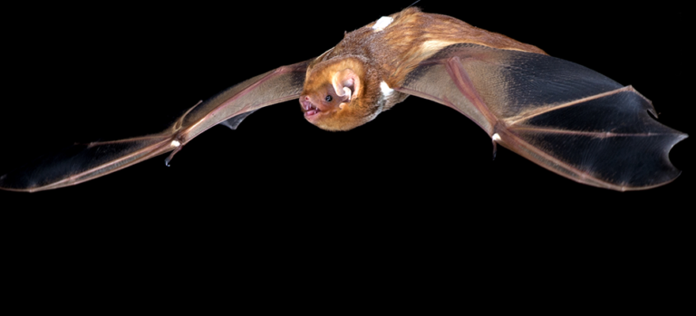 Bat Guide - ON Nature Magazine