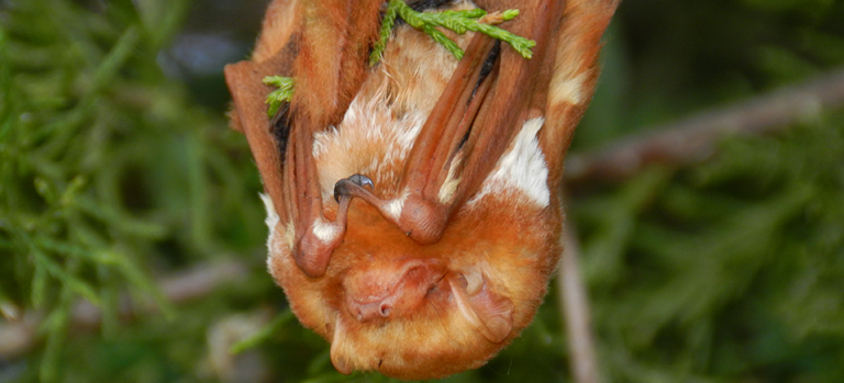 Bat Guide - ON Nature Magazine