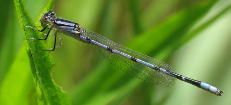 Dragonfly and Damselfly Guide - ON Nature Magazine