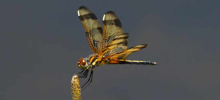 Dragonfly and Damselfly Guide - ON Nature Magazine