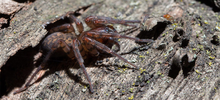 Spider Guide - ON Nature Magazine