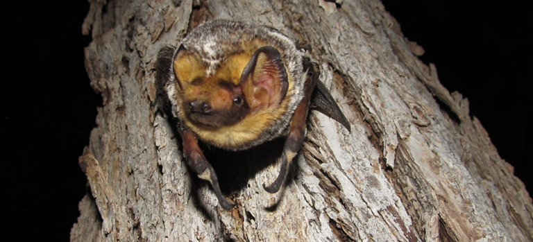 Bat Guide - ON Nature Magazine