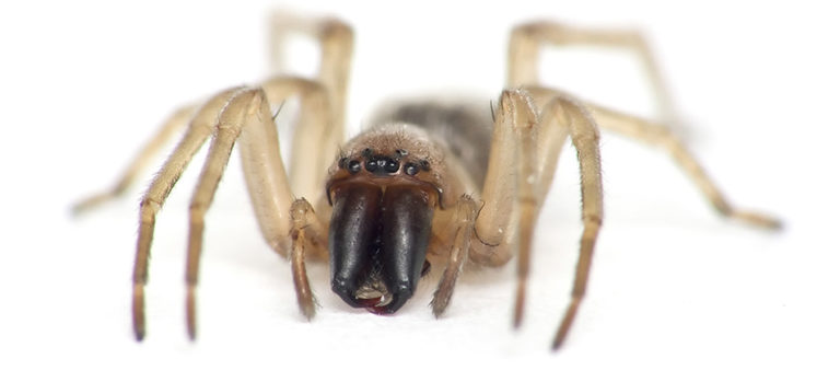 Spider Guide - ON Nature Magazine