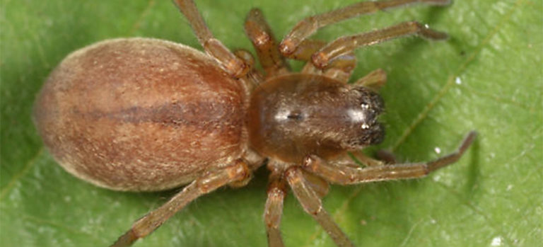 Spider Guide - ON Nature Magazine