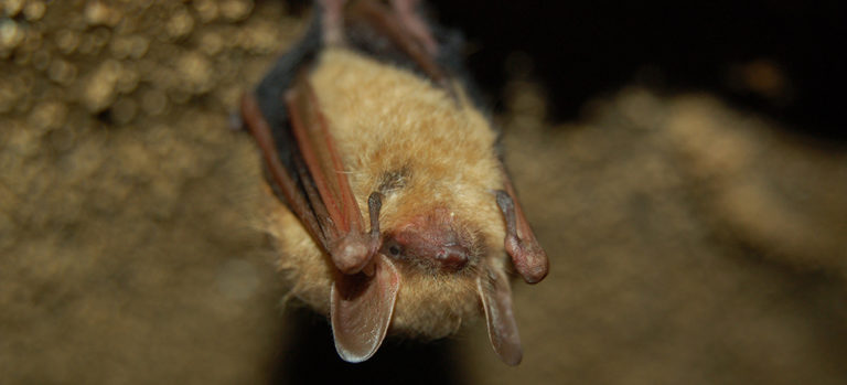 Bat Guide - ON Nature Magazine
