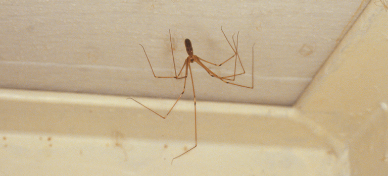 Spider Guide - ON Nature Magazine