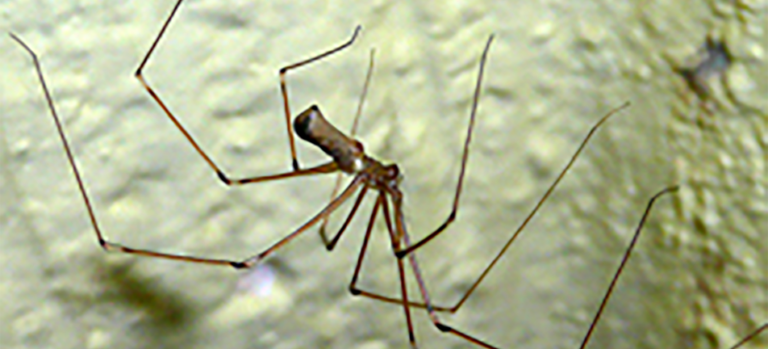 Spider Guide - ON Nature Magazine