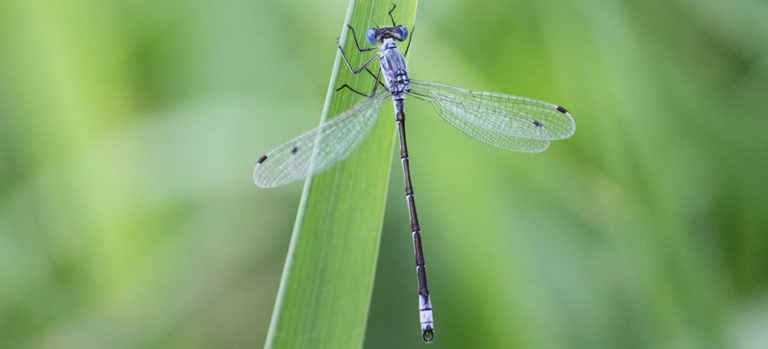 Dragonfly and Damselfly Guide - ON Nature Magazine