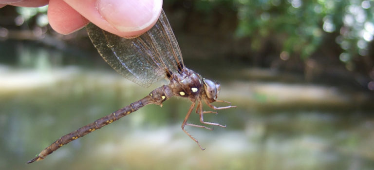 Dragonfly and Damselfly Guide - ON Nature Magazine