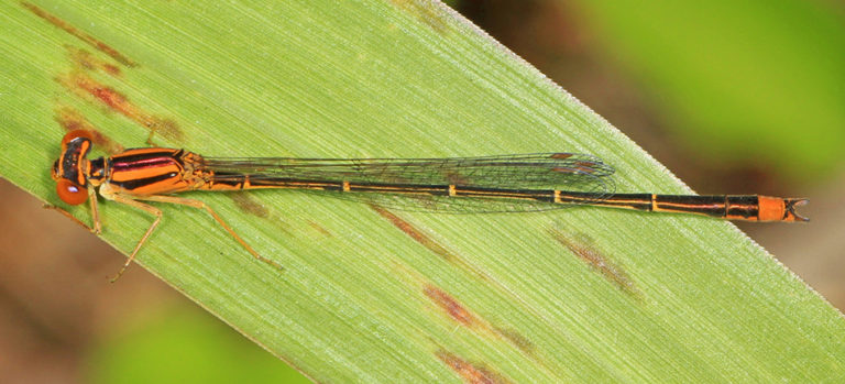 Dragonfly and Damselfly Guide - ON Nature Magazine