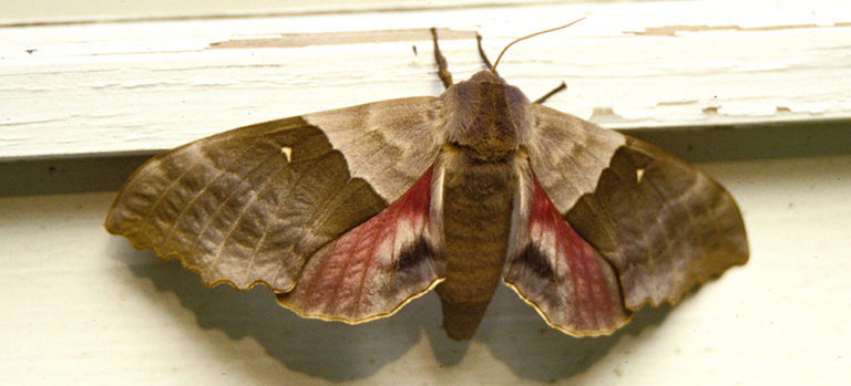 Butterfly and Moth Guide - ON Nature Magazine