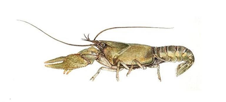 Crayfish Guide - ON Nature Magazine
